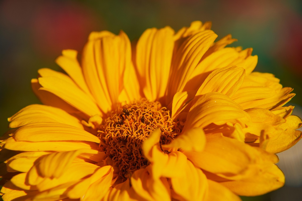 80+ Free Neon Flower & Neon Images - Pixabay