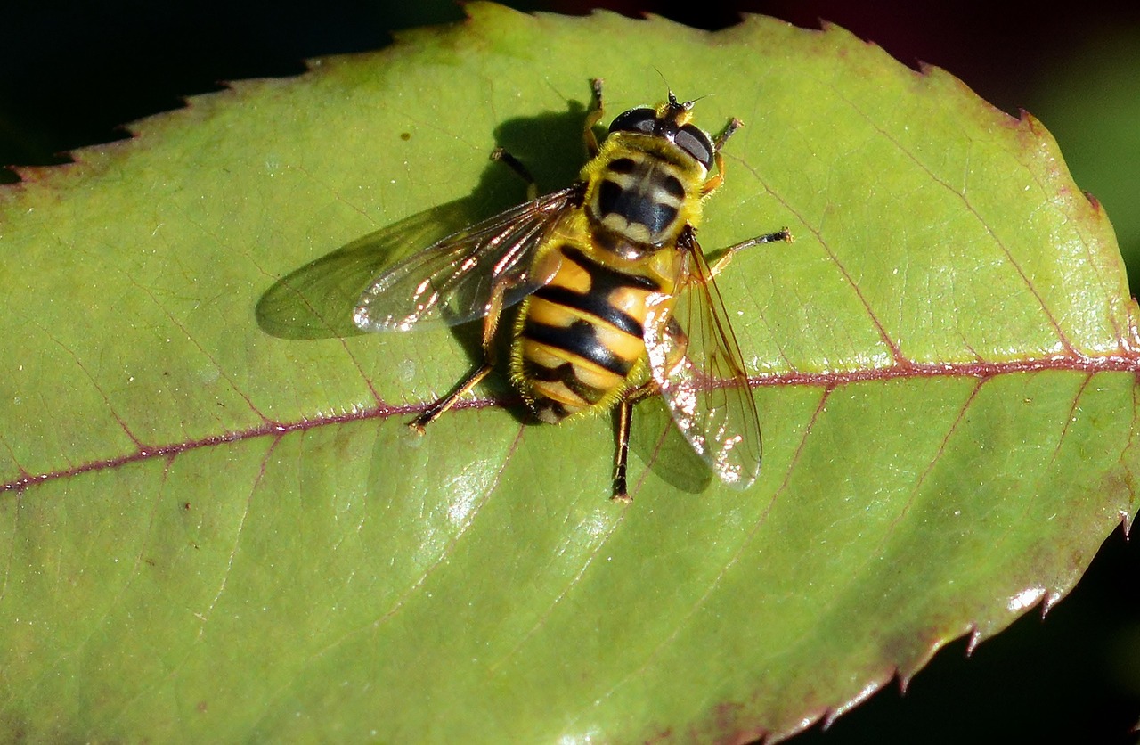 Vol Stationnaire Feuille Insecte - Photo gratuite sur Pixabay - Pixabay