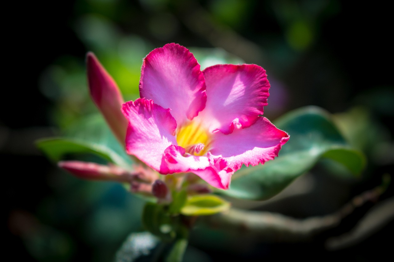 Flower Nature Garden - Free photo on Pixabay - Pixabay