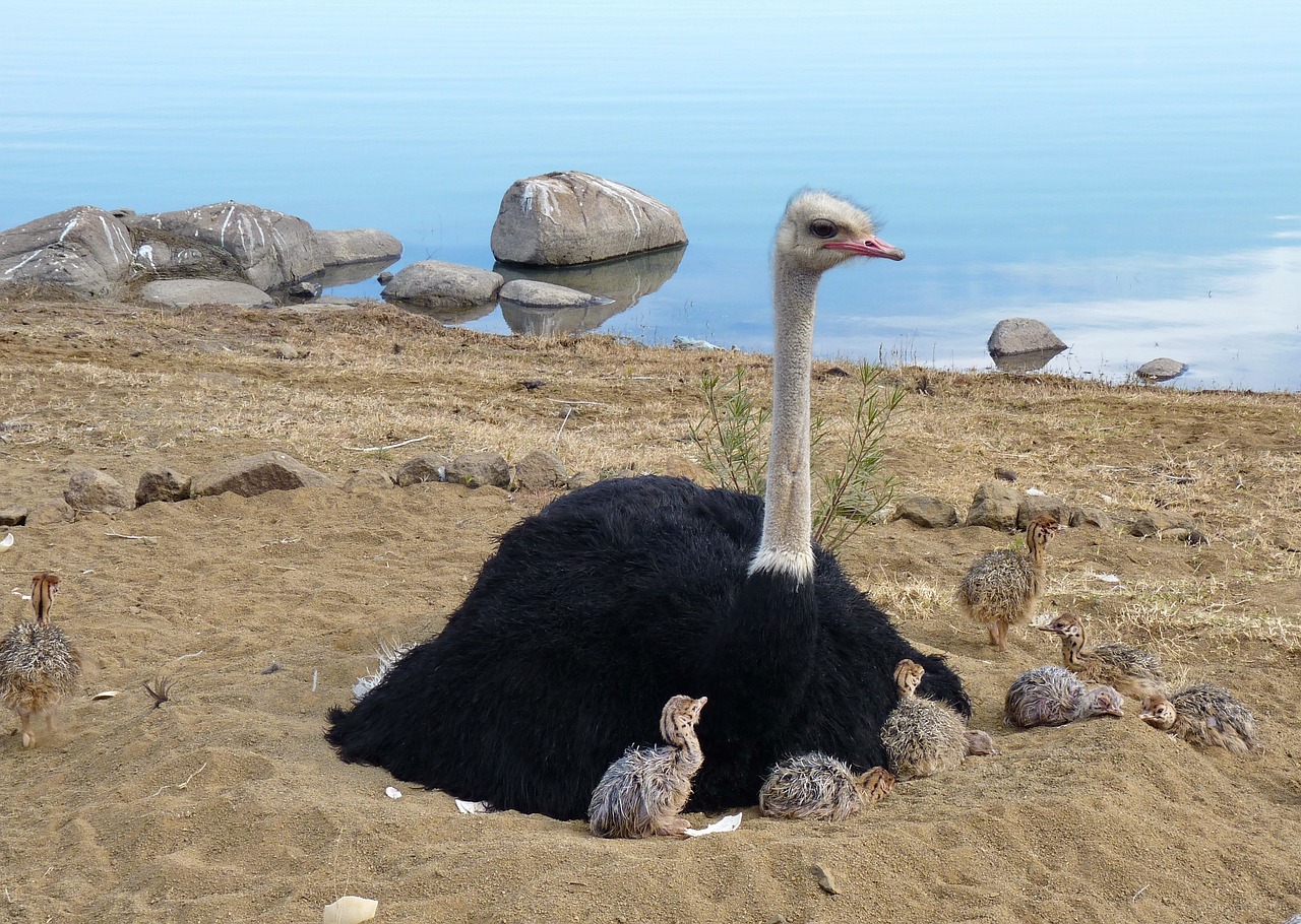 Ostriches Ostrich Strauss - Free photo on Pixabay - Pixabay