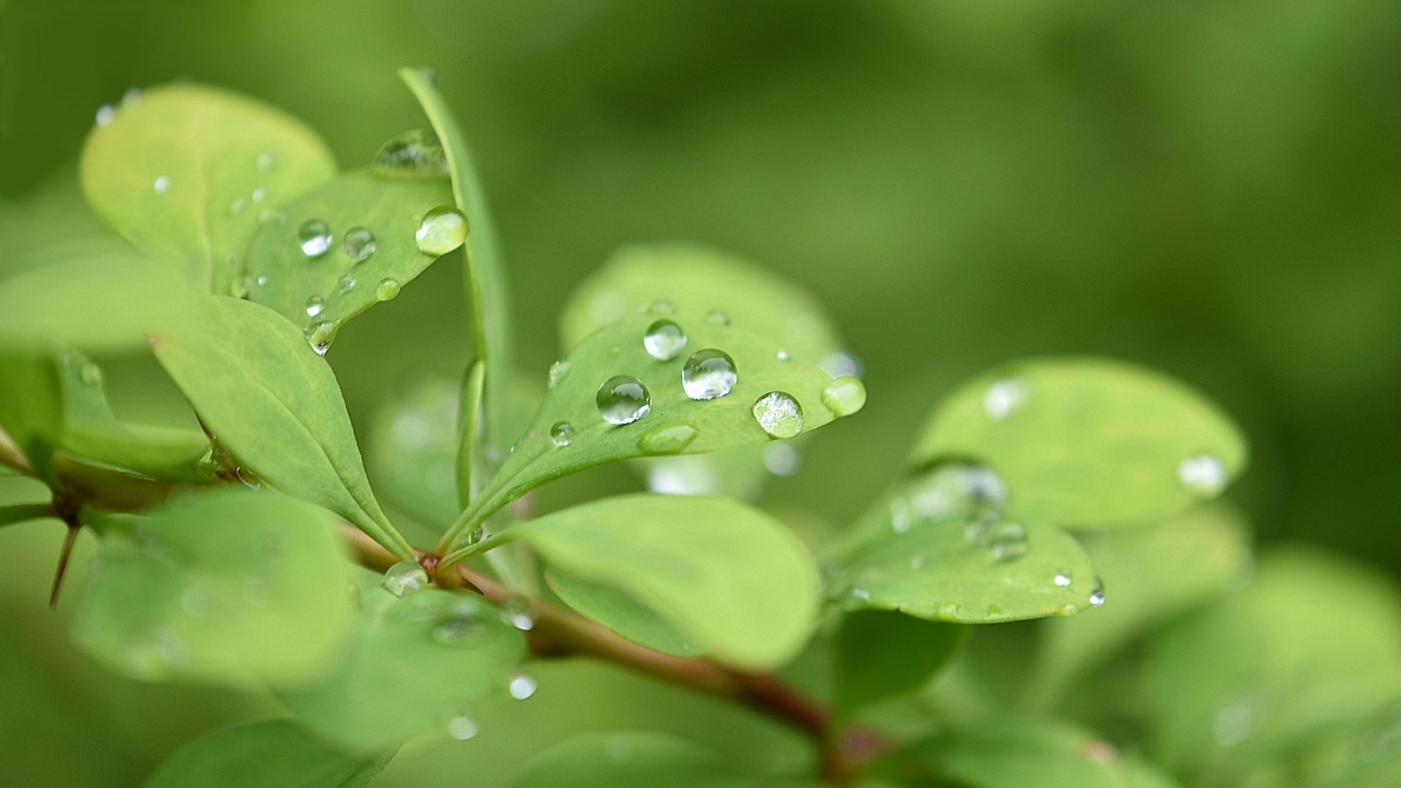 Plante Vert Feuilles La - Photo gratuite sur Pixabay - Pixabay