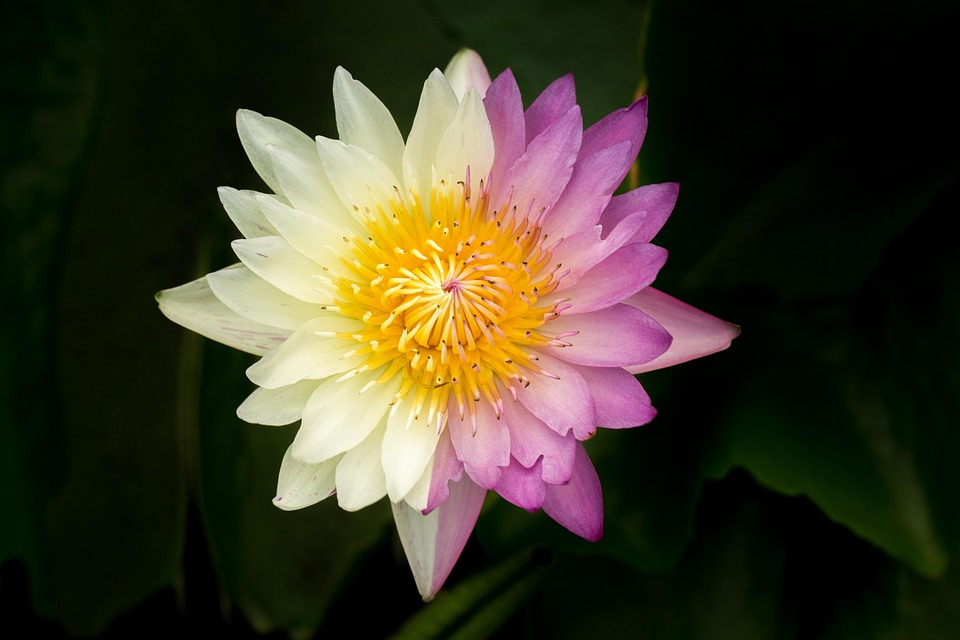 Lily Air Nuphar Lutea Tanaman - Foto gratis di Pixabay