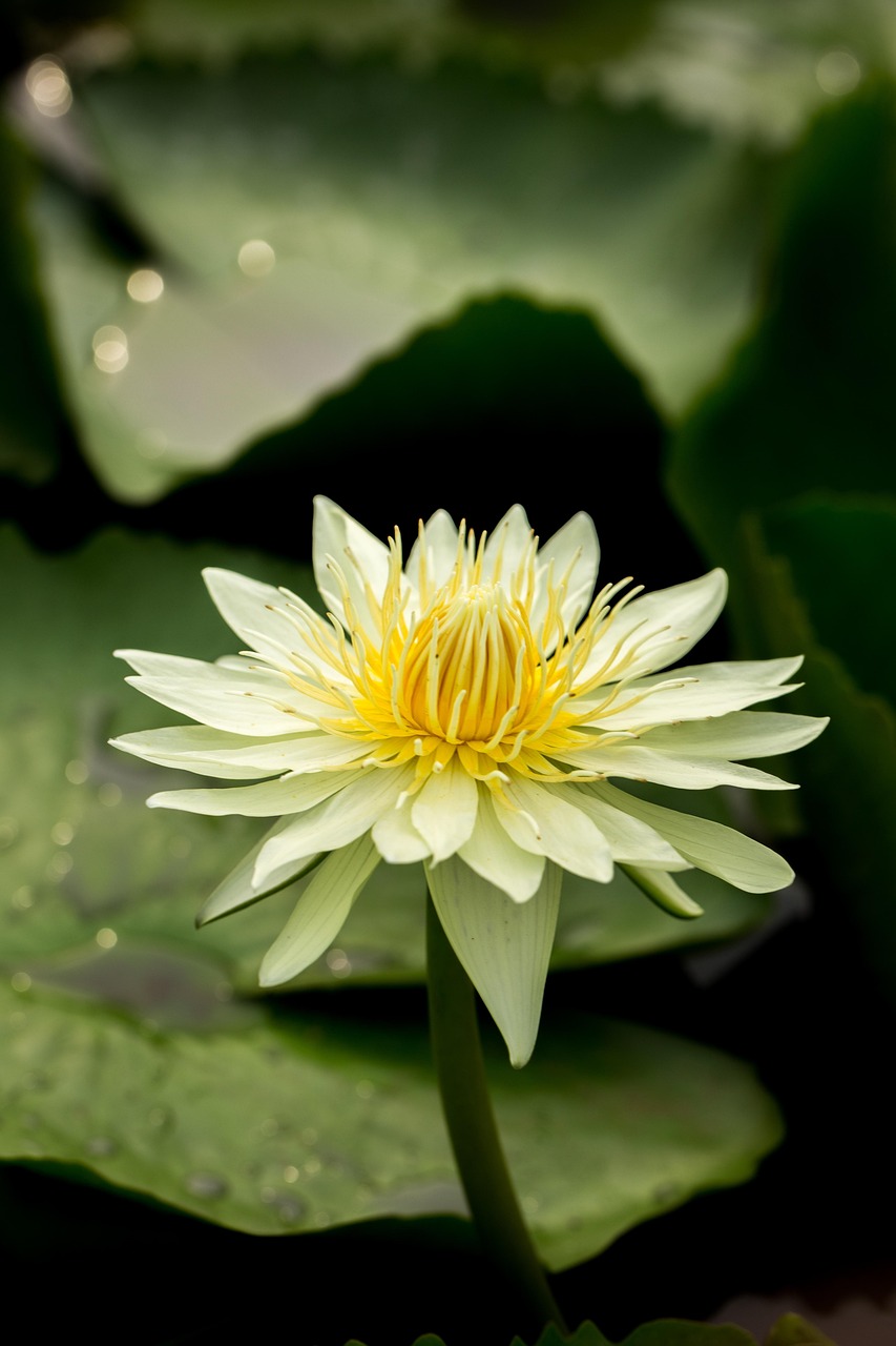 Lily Air Nuphar Lutea Tanaman - Foto gratis di Pixabay - Pixabay