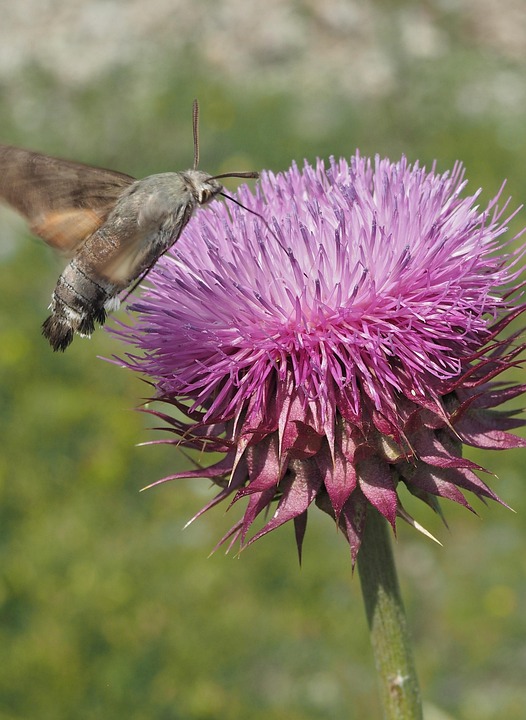 Hummingbird Hawk-Moth Insect Moth - Free photo on Pixabay - Pixabay