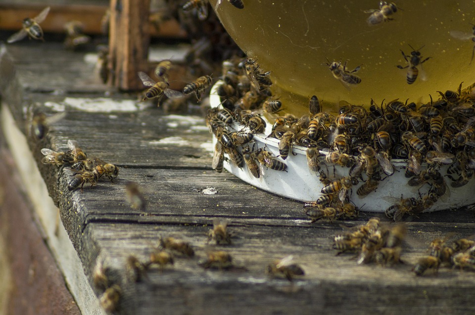 Bees Bee Apiary - Free photo on Pixabay - Pixabay