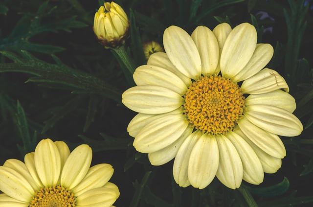 Daisies Yellow Flower - Free photo on Pixabay