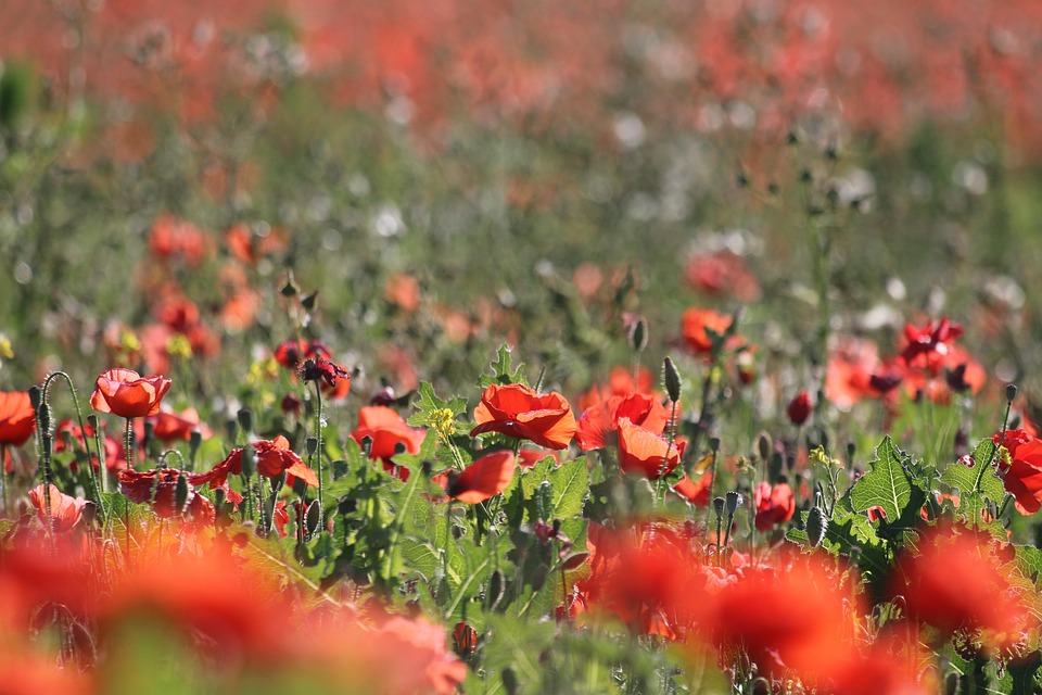 Mohnblumen Felder Blumen - Kostenloses Foto auf Pixabay - Pixabay
