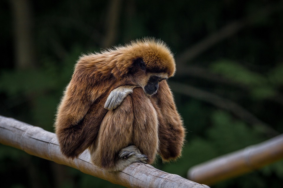 Gibbon Monkey Primate - Free photo on Pixabay