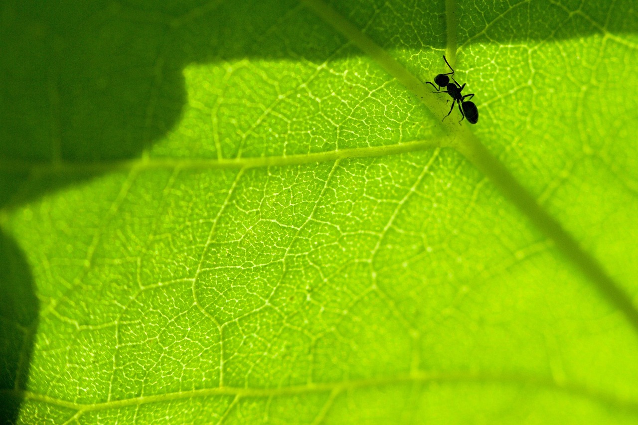 Macro More Closely Blade - Free photo on Pixabay