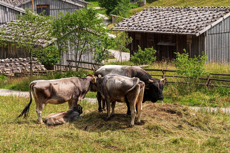 Bull Cow Calf Farm - Free photo on Pixabay - Pixabay