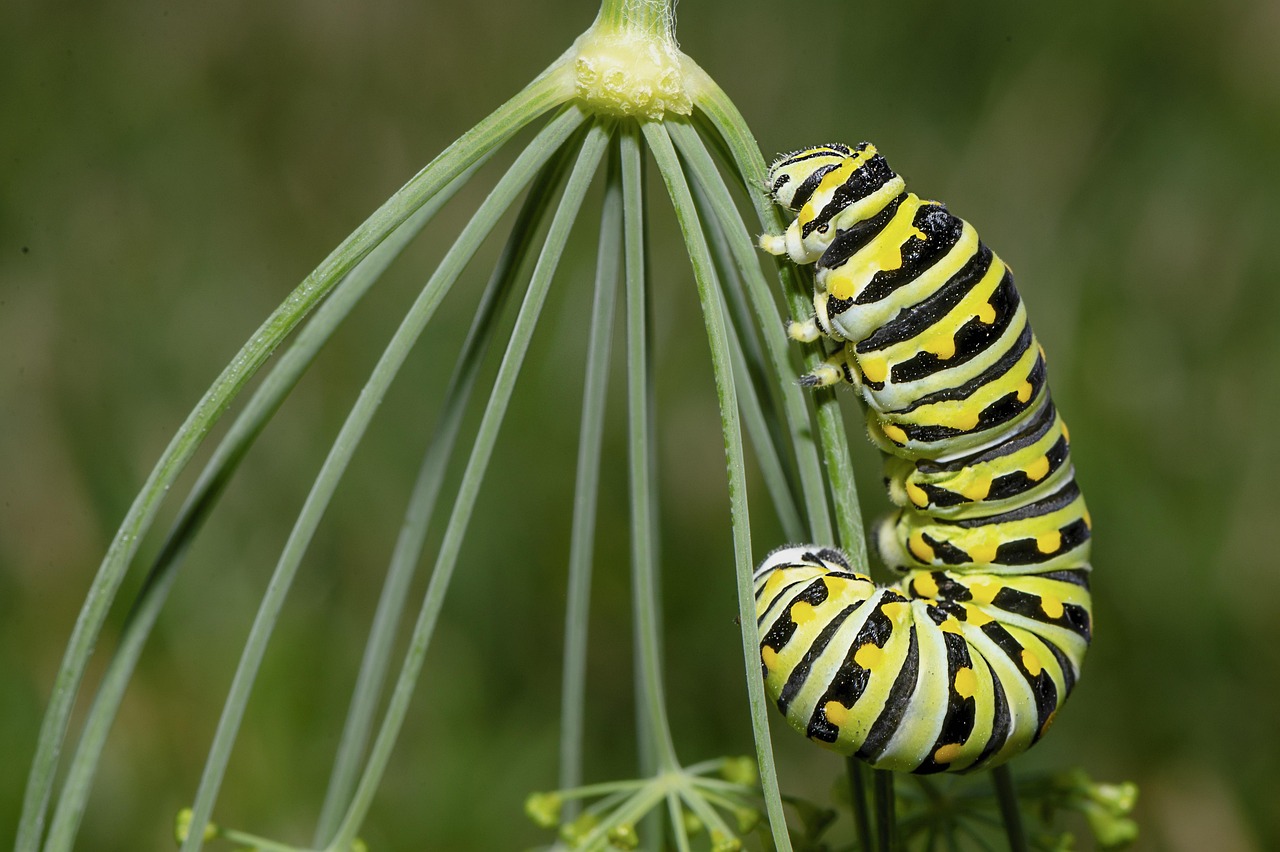 2,000+ Free Caterpillar & Nature Photos - Pixabay