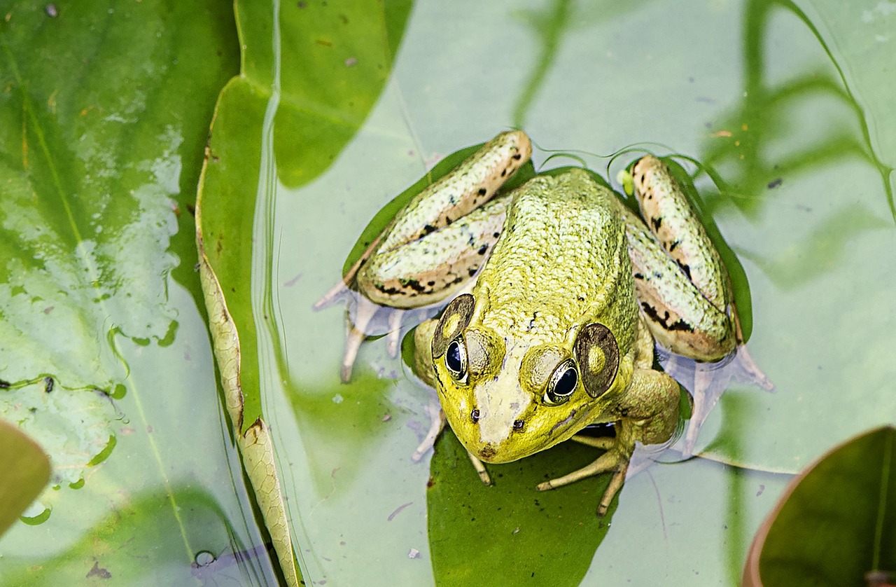 6 000 Free Frog Nature Images Pixabay 6 000 Free Frog Nature Images Pixabay