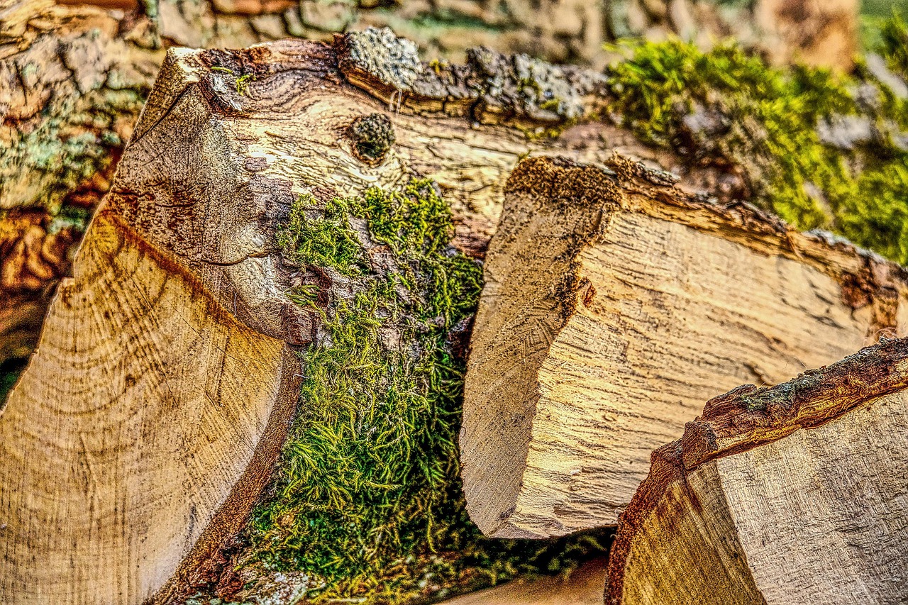Wood Firewood Forest Pile Of - Free photo on Pixabay - Pixabay