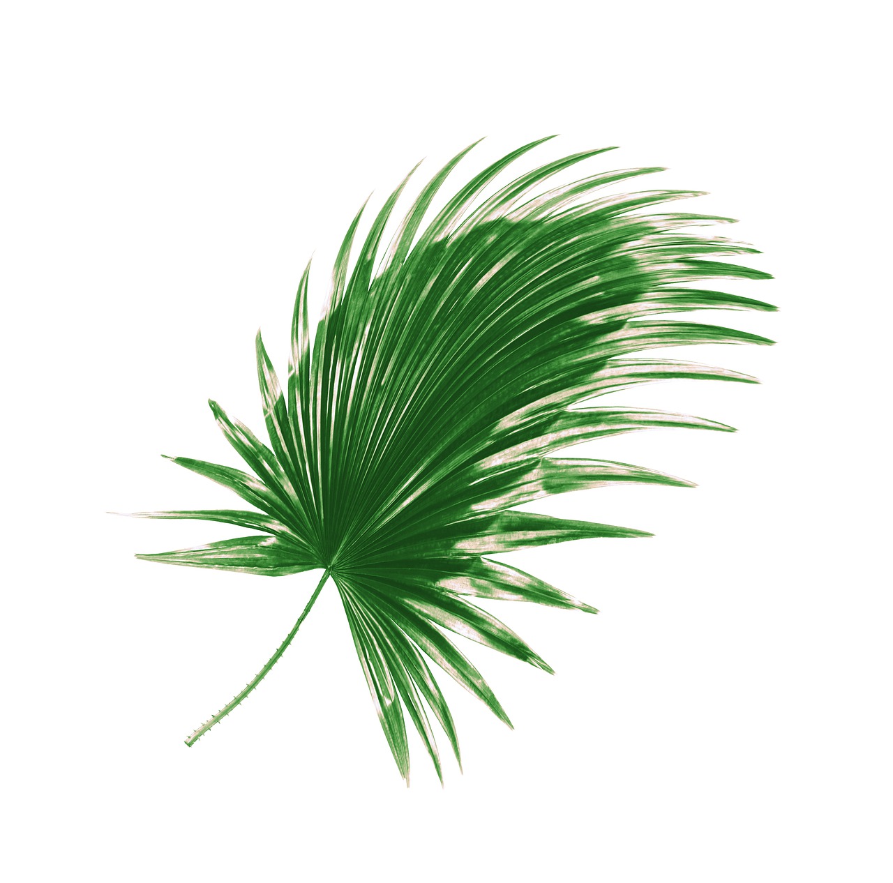Palma Hoja Sale De - Imagen gratis en Pixabay - Pixabay