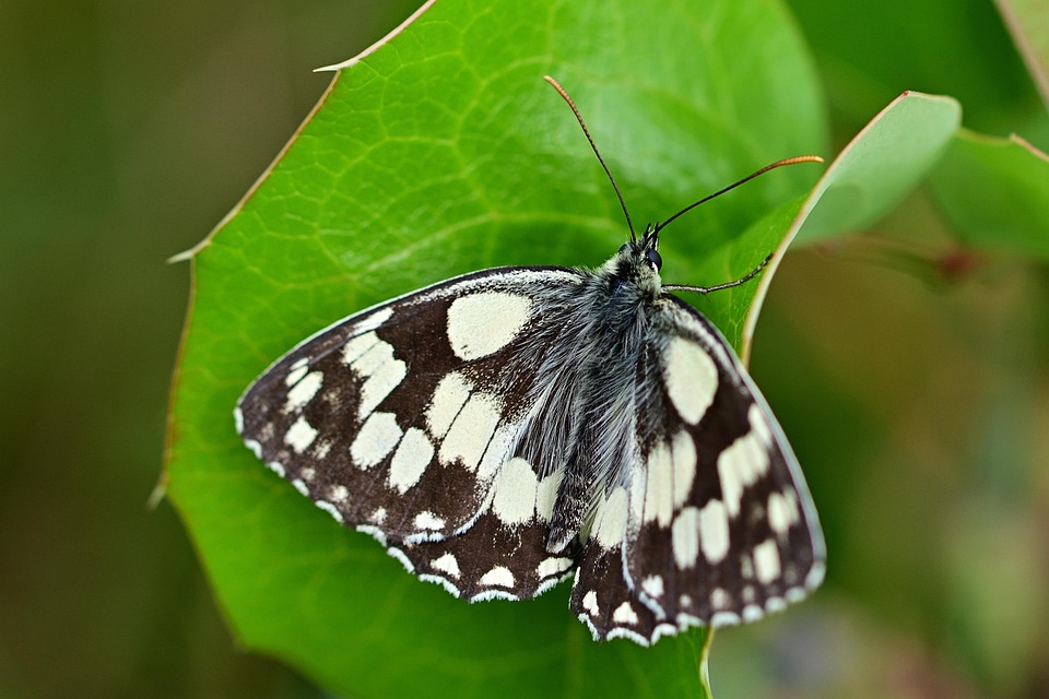 Butterfly Checkerboard Nature - Free photo on Pixabay