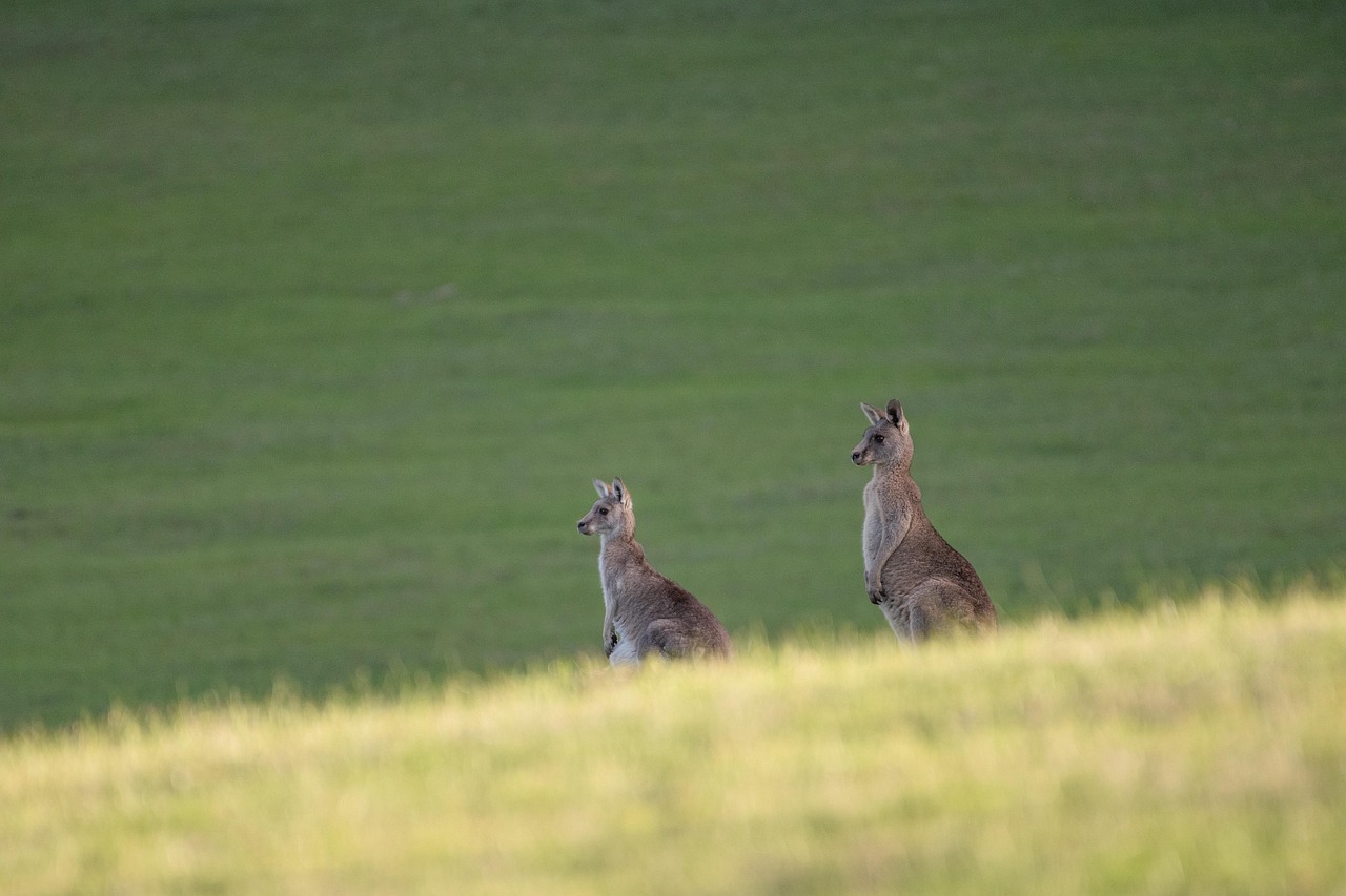 20,000+ Free Female Kangaroo & Kangaroo Images - Pixabay