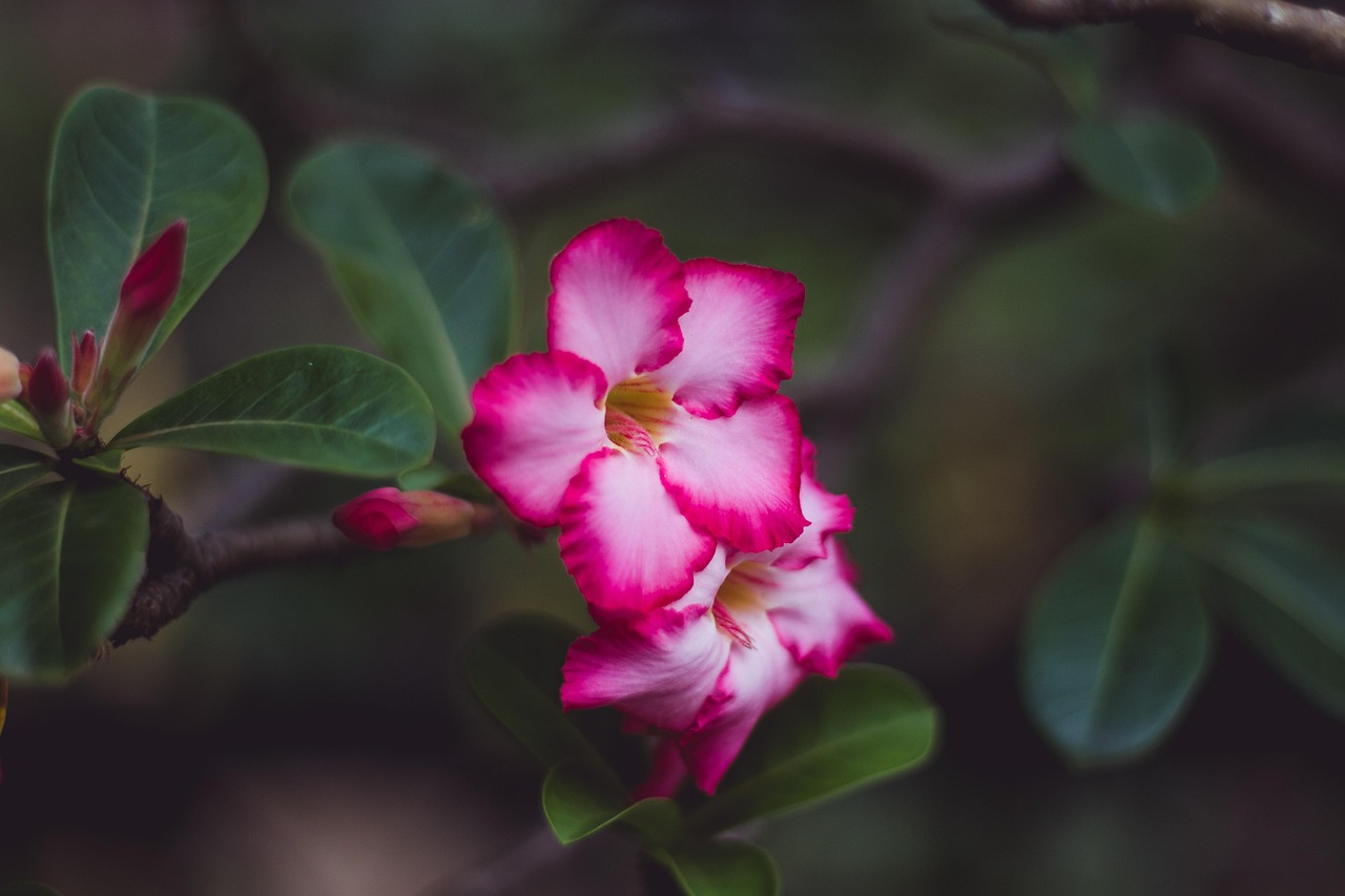 Bunch Of Flowers Images Free Download at Harold Chappell blog