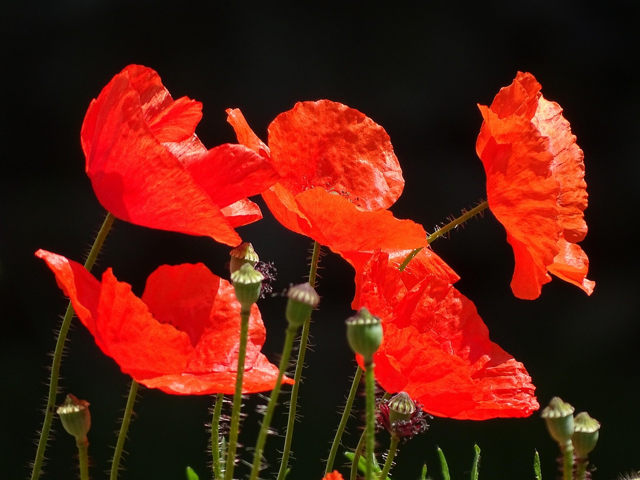 Mohnblumen Klatschmohm Blumen - Kostenloses Foto auf Pixabay - Pixabay