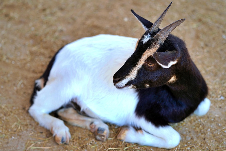 Chèvre Cornes Zoo - Photo gratuite sur Pixabay - Pixabay