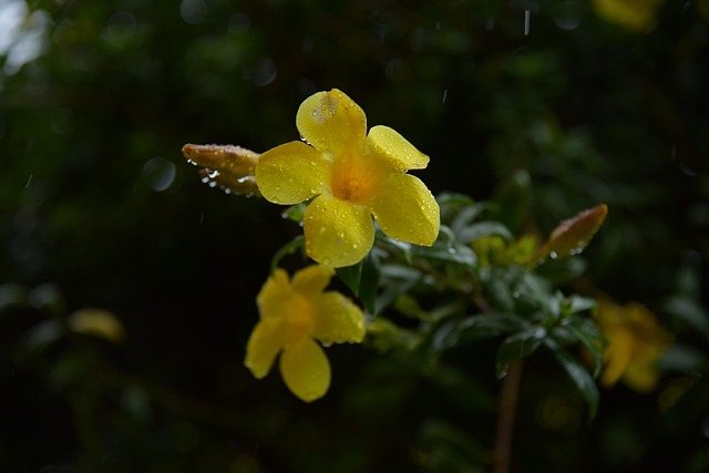 Fleur Jaune Nature - Photo gratuite sur Pixabay - Pixabay