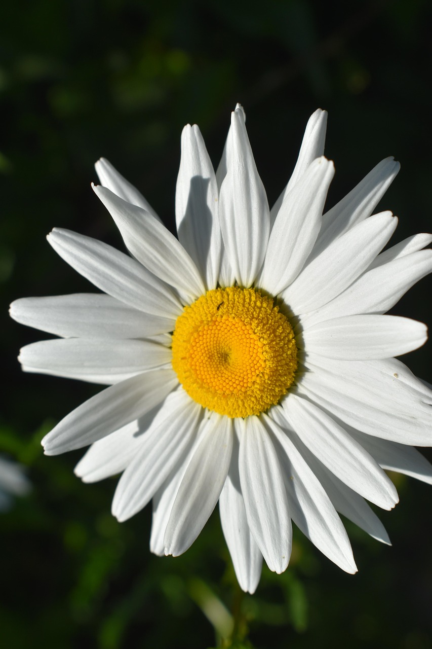 Fleur Blanche Bloom - Photo gratuite sur Pixabay - Pixabay
