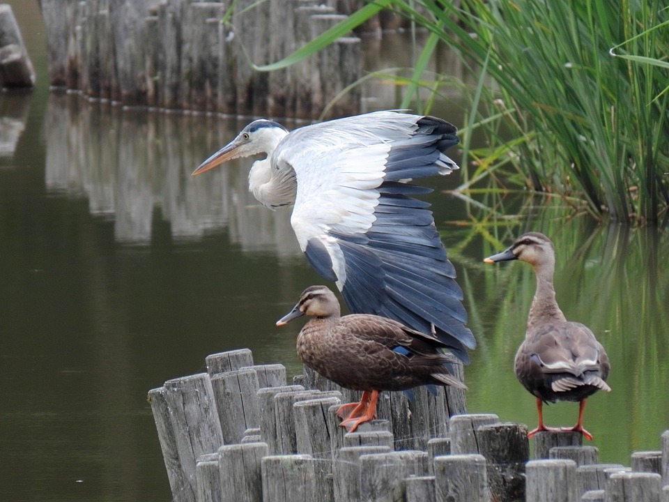 Animal Pond Water Aquatic - Free photo on Pixabay - Pixabay