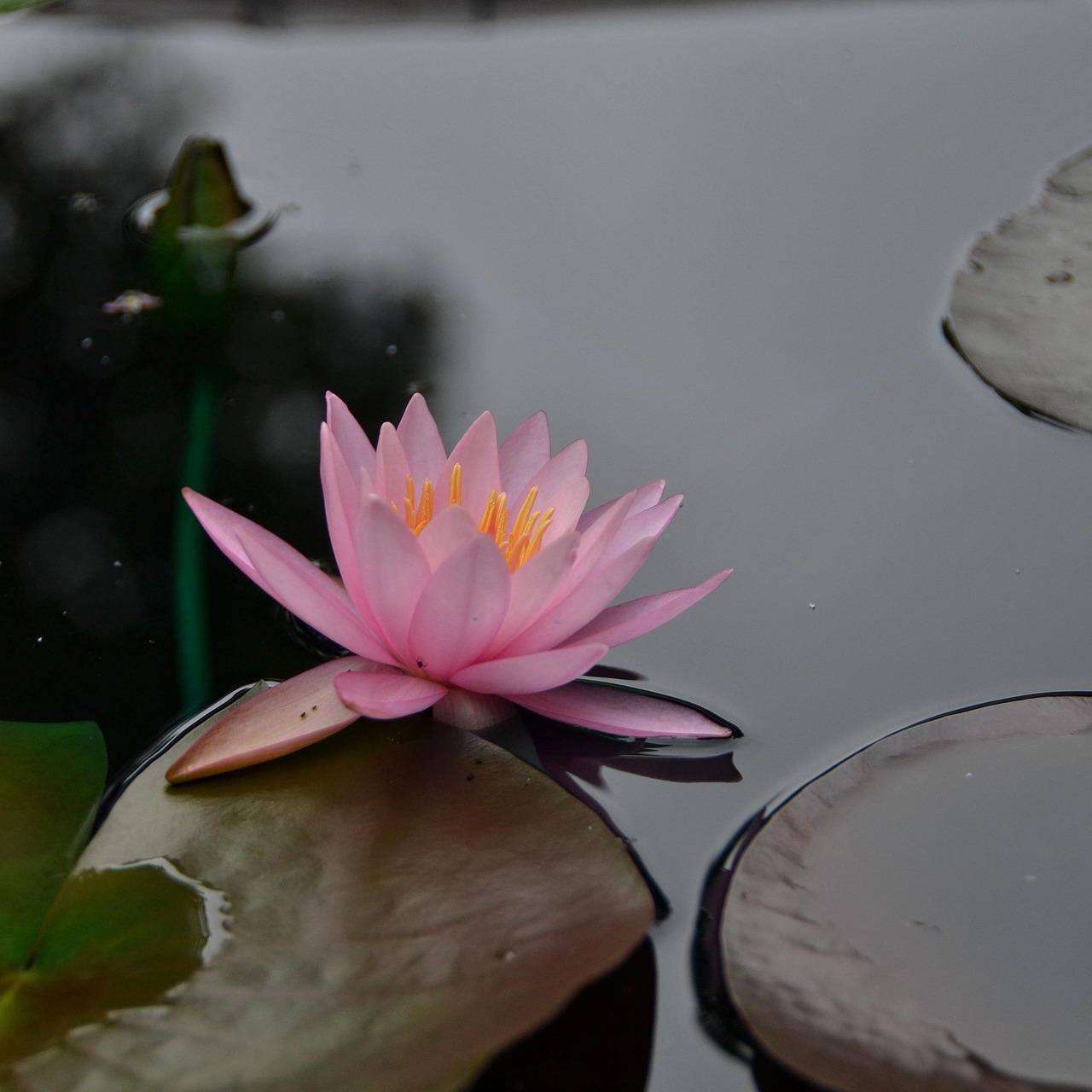 100+ Free Red Lotus Flowers & Lotus Images - Pixabay