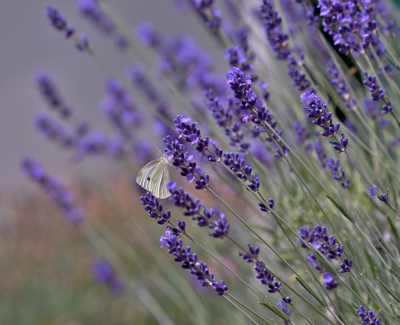 40,000+ Free Lavender Butterflies & Lavender Images - Pixabay