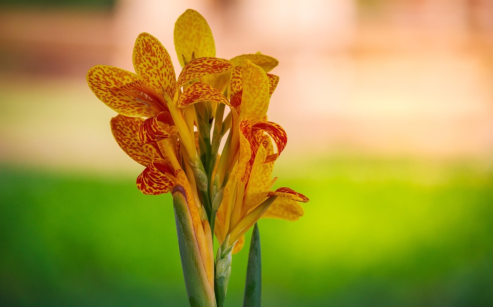 Canna Tenerife Mekar Kuning - Foto gratis di Pixabay - Pixabay