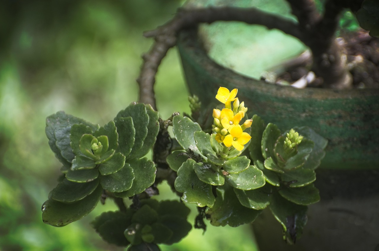 Pflanze Blume Green - Kostenloses Foto auf Pixabay - Pixabay