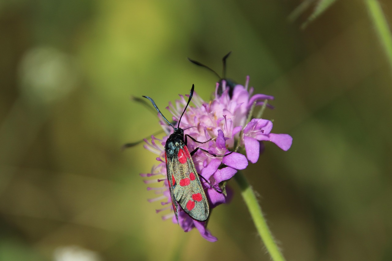 Insekten Bunte Blumen - Kostenloses Foto auf Pixabay - Pixabay