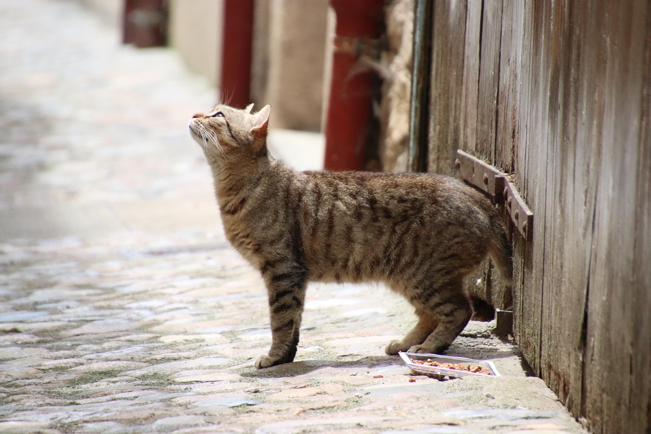 Cats Felines Observe - Free photo on Pixabay - Pixabay