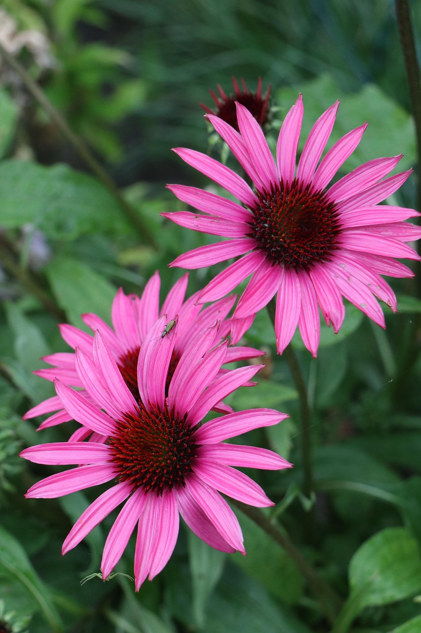 El Verano Jardín Flores Coneflower - Foto gratis en Pixabay - Pixabay