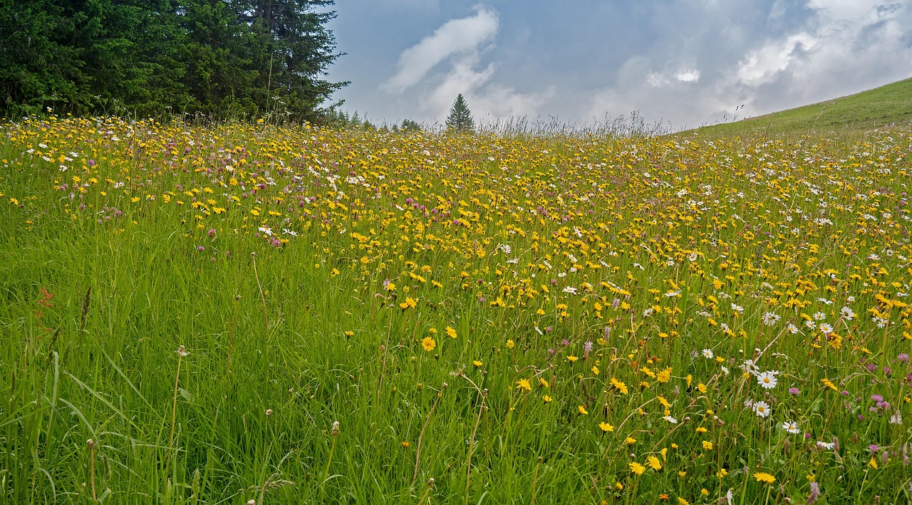 Mountain Meadow Alpine - Free photo on Pixabay