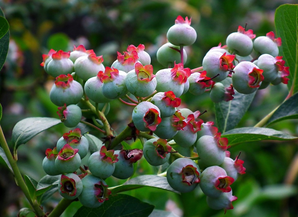 Bosbes Fruit Natuur - Gratis foto op Pixabay - Pixabay