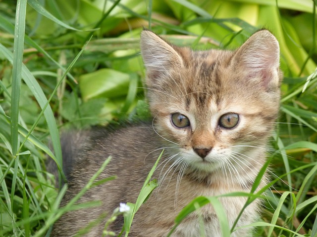Gato Pequeño Gatito - Foto gratis en Pixabay - Pixabay