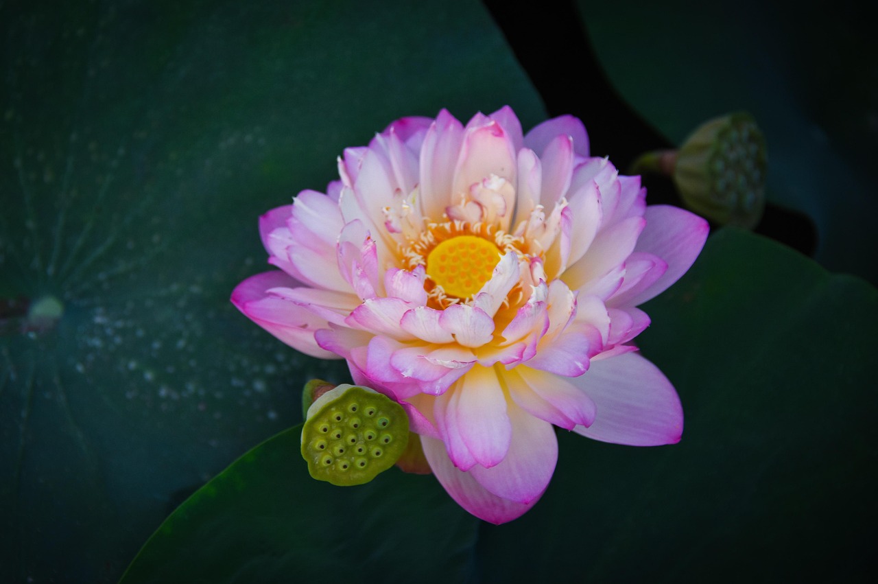 50+ Free Lotus Golden & Golden Lotus Images - Pixabay