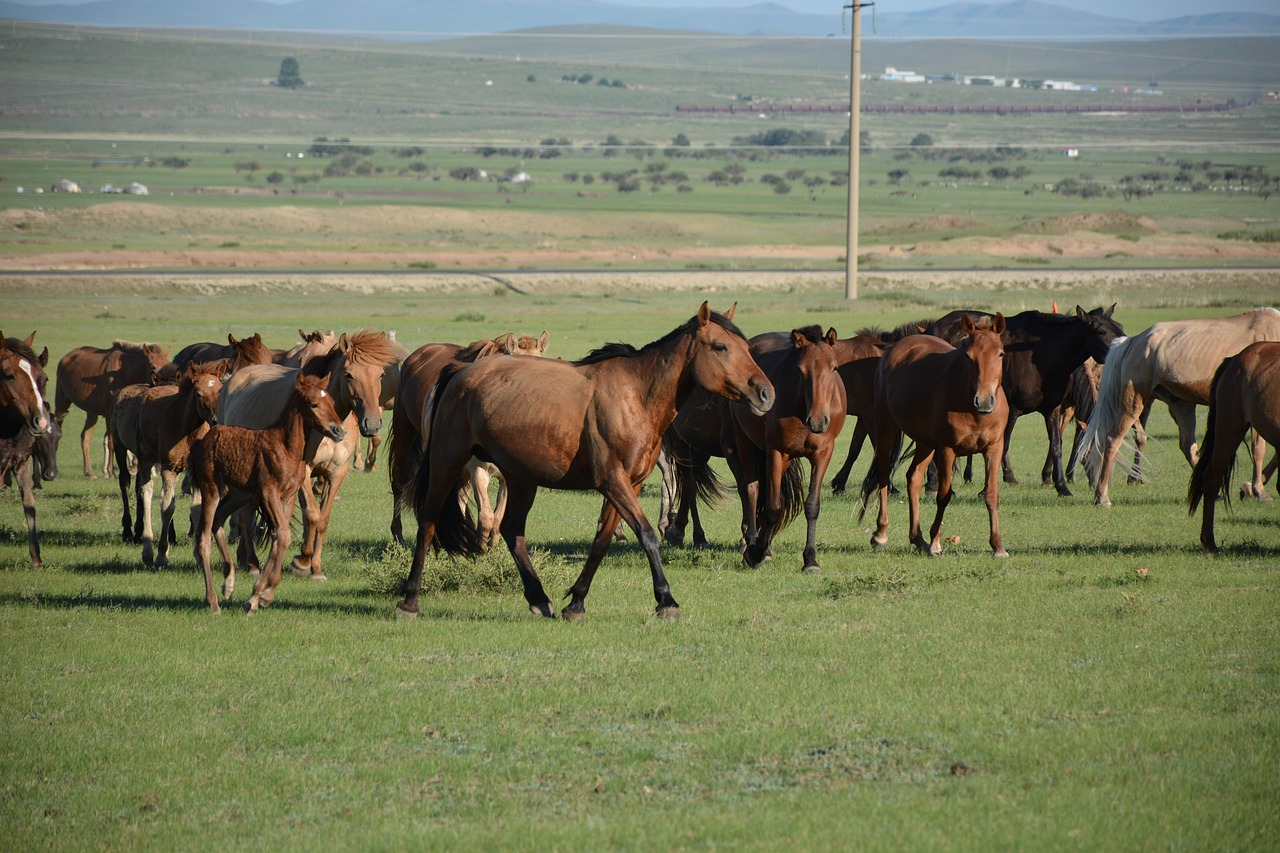 Animal Livestock - Free photo on Pixabay - Pixabay