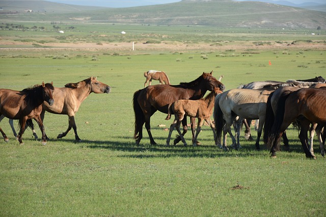 Nature Les Chevaux - Photo gratuite sur Pixabay - Pixabay