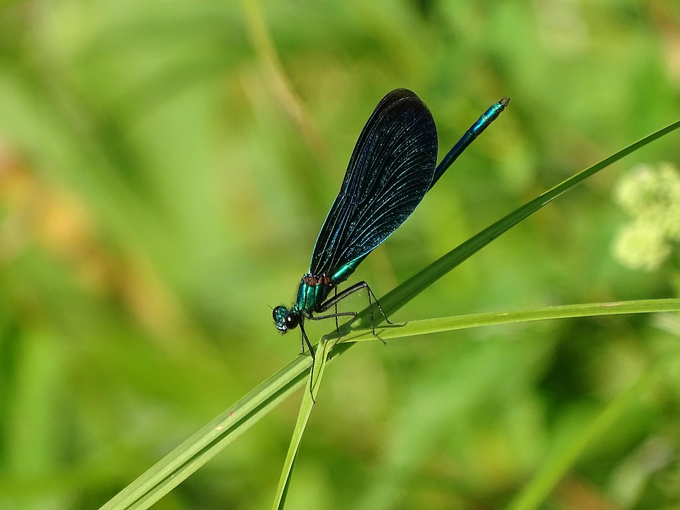 Demoiselle Dragon-Fly Blue-Winged - Free photo on Pixabay - Pixabay
