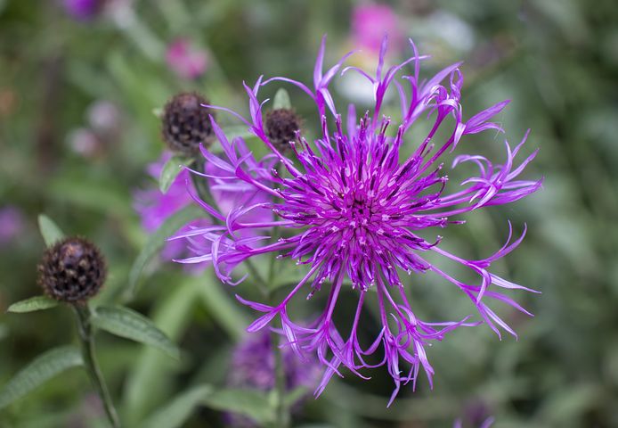 200+ Free Knapweed & Bloom Photos - Pixabay