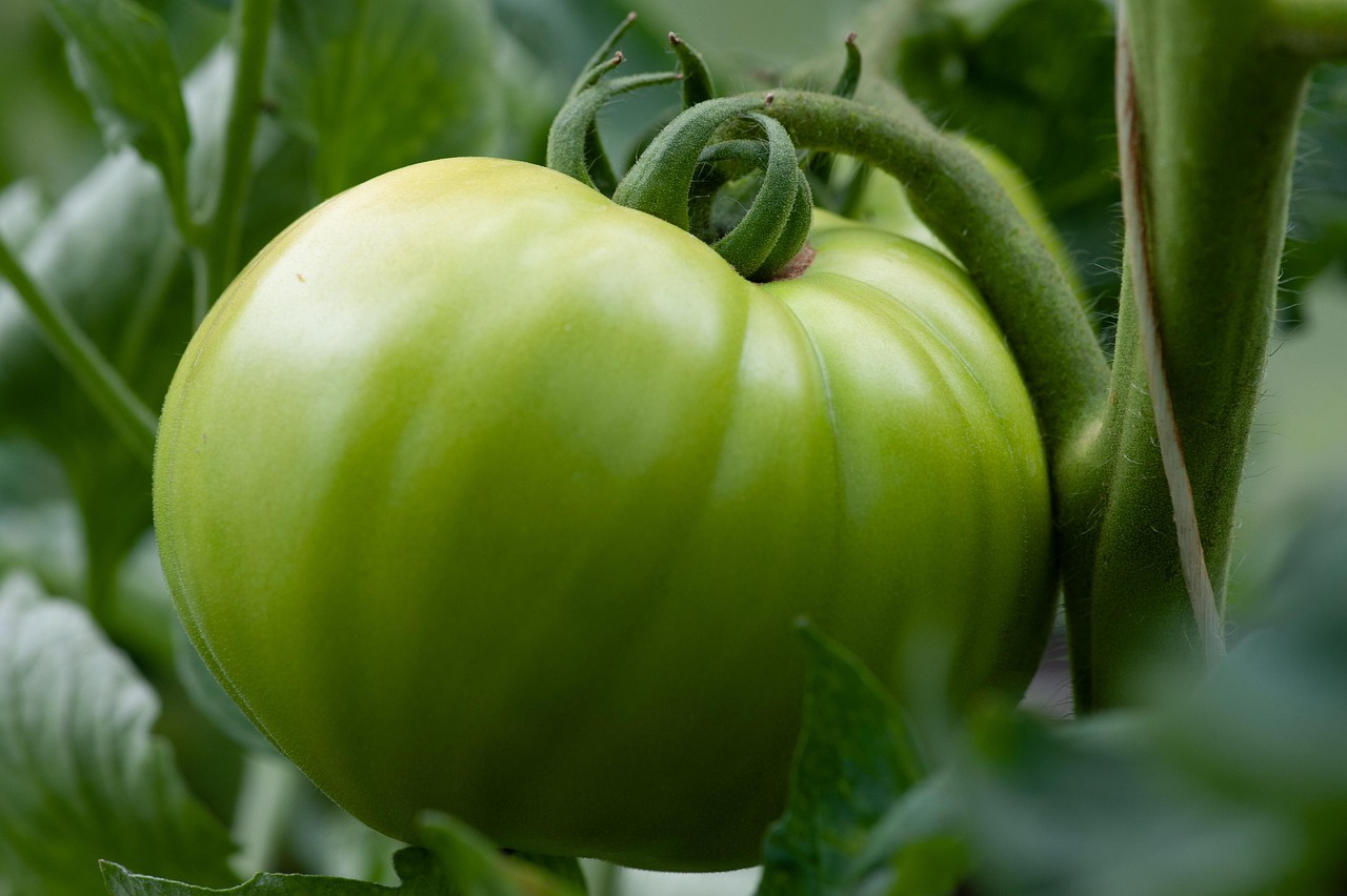 Vert Tomate Aliments Des - Photo gratuite sur Pixabay - Pixabay