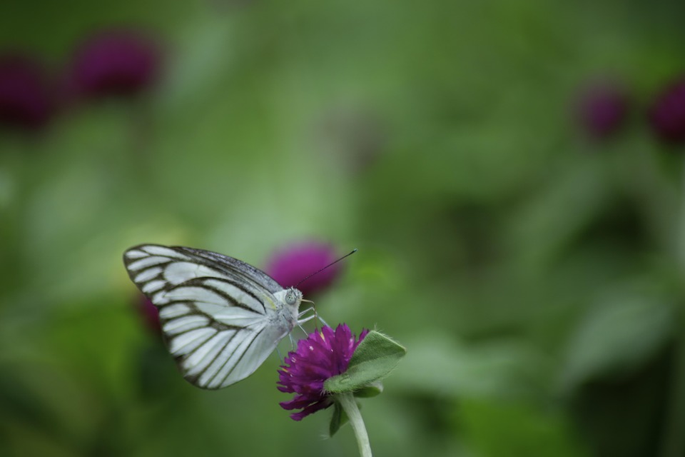 Monsoon Nature India - Free photo on Pixabay - Pixabay
