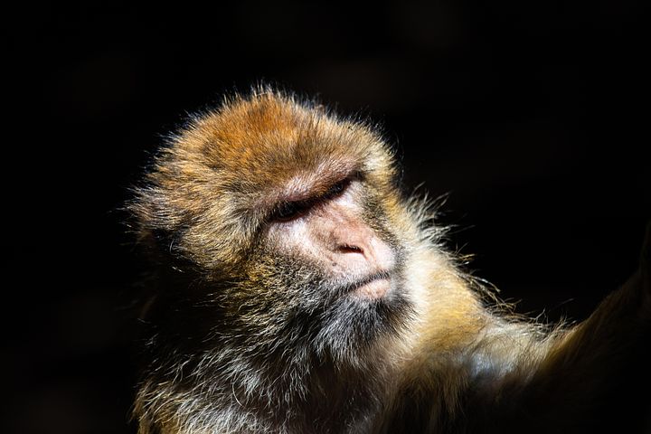 Singe Photos - Téléchargez des images gratuites - Pixabay