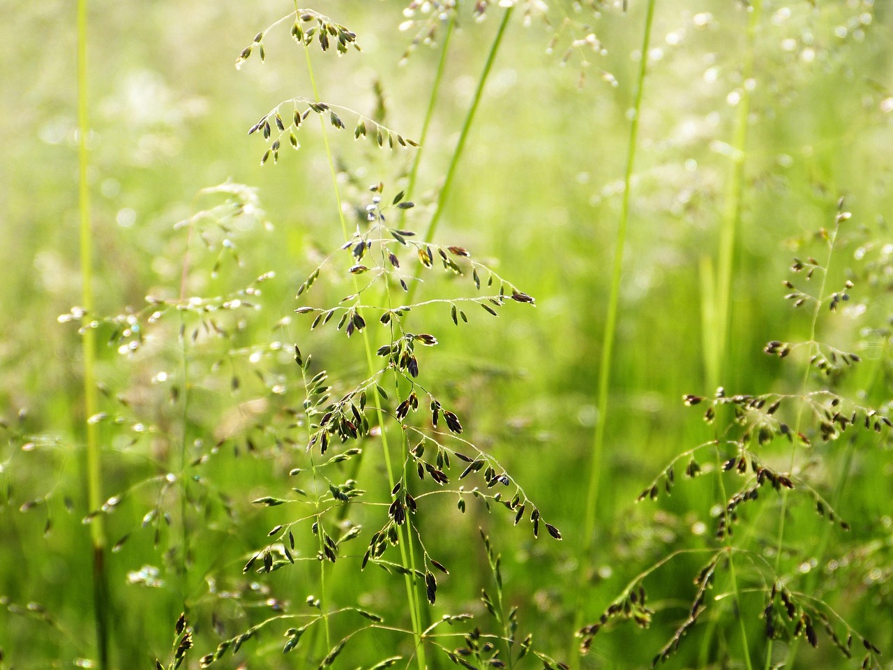 Gräser Wiese Natur - Kostenloses Foto auf Pixabay