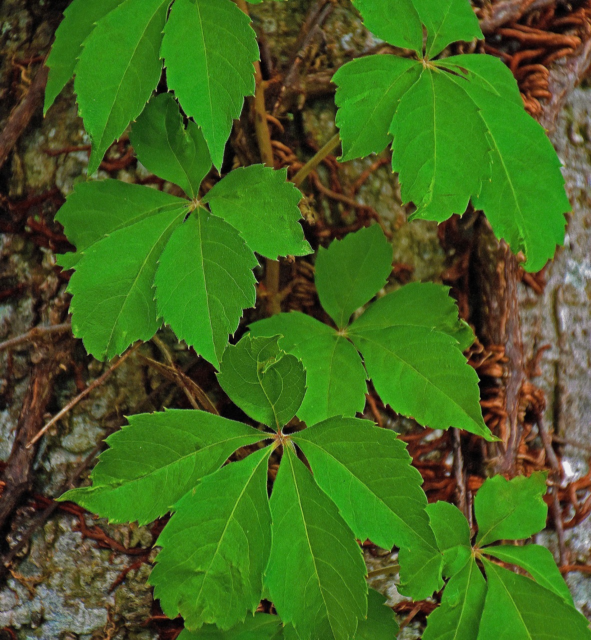 Vine Leaves Tree - Free photo on Pixabay - Pixabay