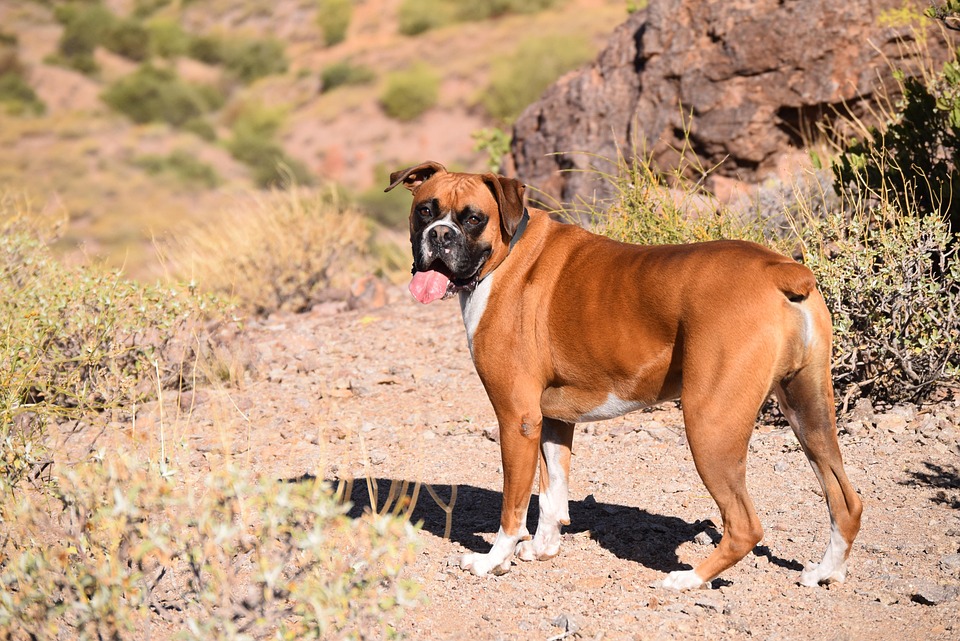 Dog Animal Boxer - Free photo on Pixabay