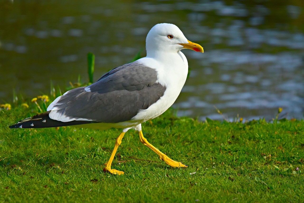 Seagull Sea Bird Animal - Free photo on Pixabay - Pixabay