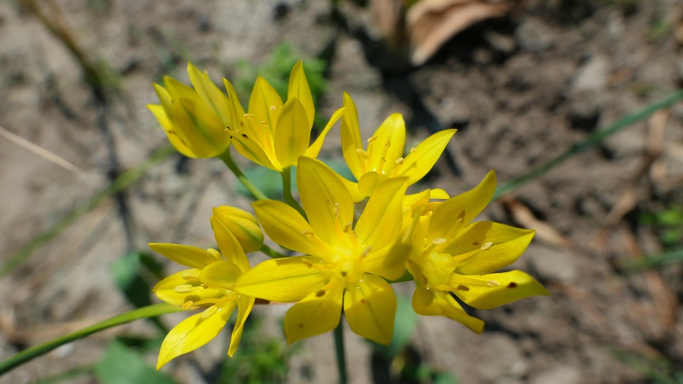 Flower Yellow Spring - Free photo on Pixabay - Pixabay