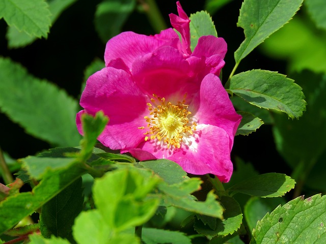 Más de 100 000 imágenes gratis de Rosa Mosqueta y Naturaleza - Pixabay